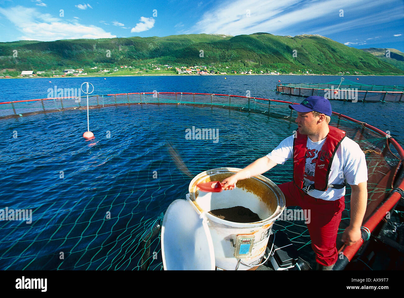 Fischerman feeding the salmon, Fish Farm, Follalaks, Morsvikfjord ...