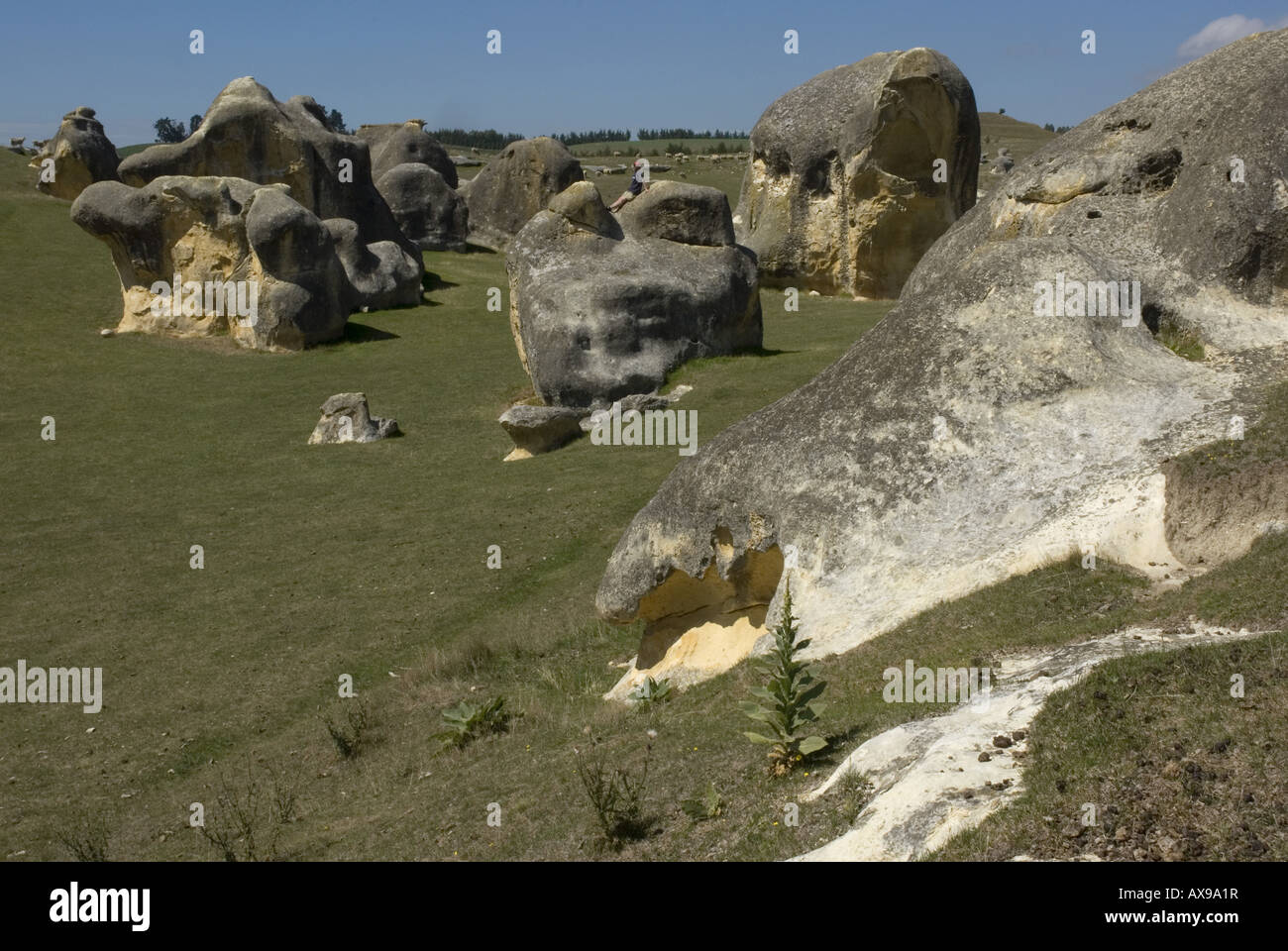 The weird landscape at Elephant Rocks, North Otago in the South Island ...