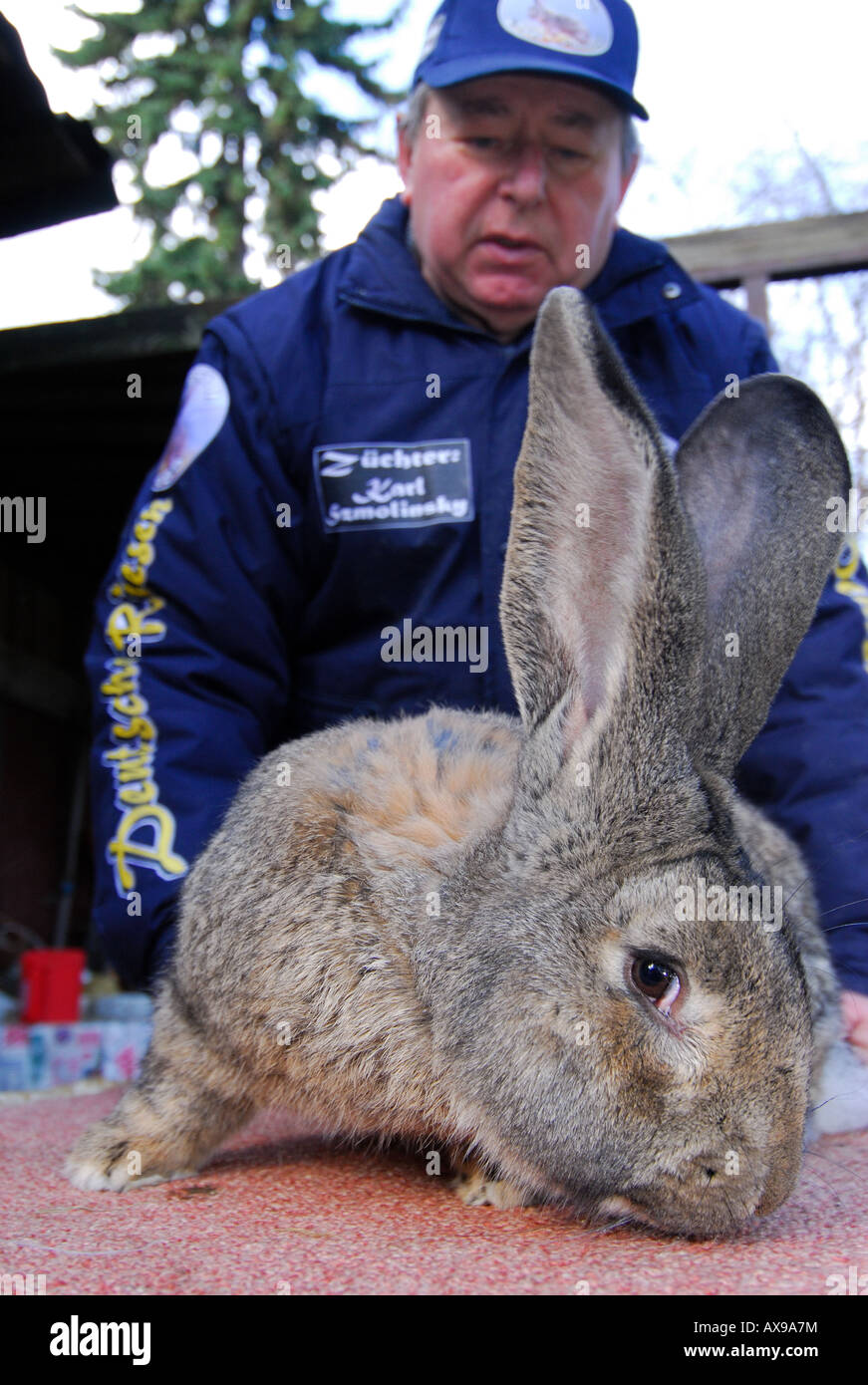 German rabbit breeder Karl Szmolinsky with one of his giant rabbits ...