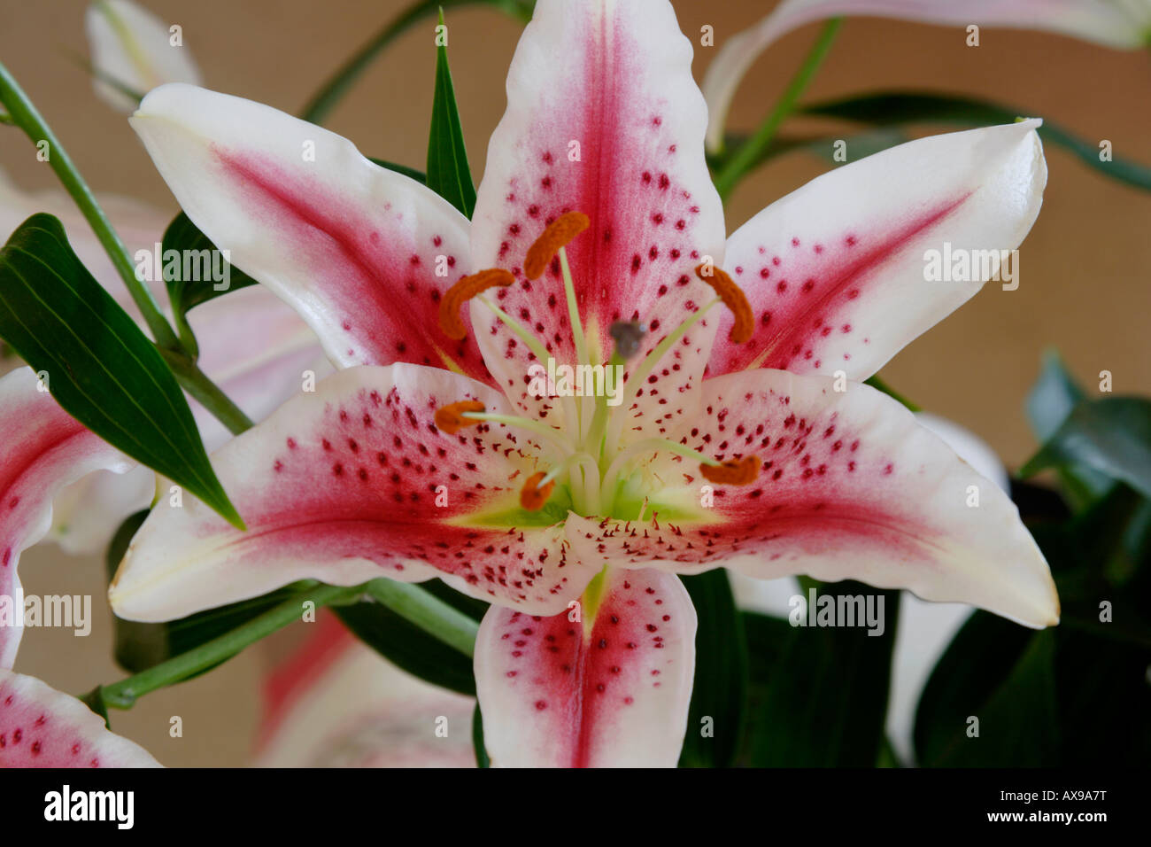 Close up stargazer lilies hi-res stock photography and images - Alamy
