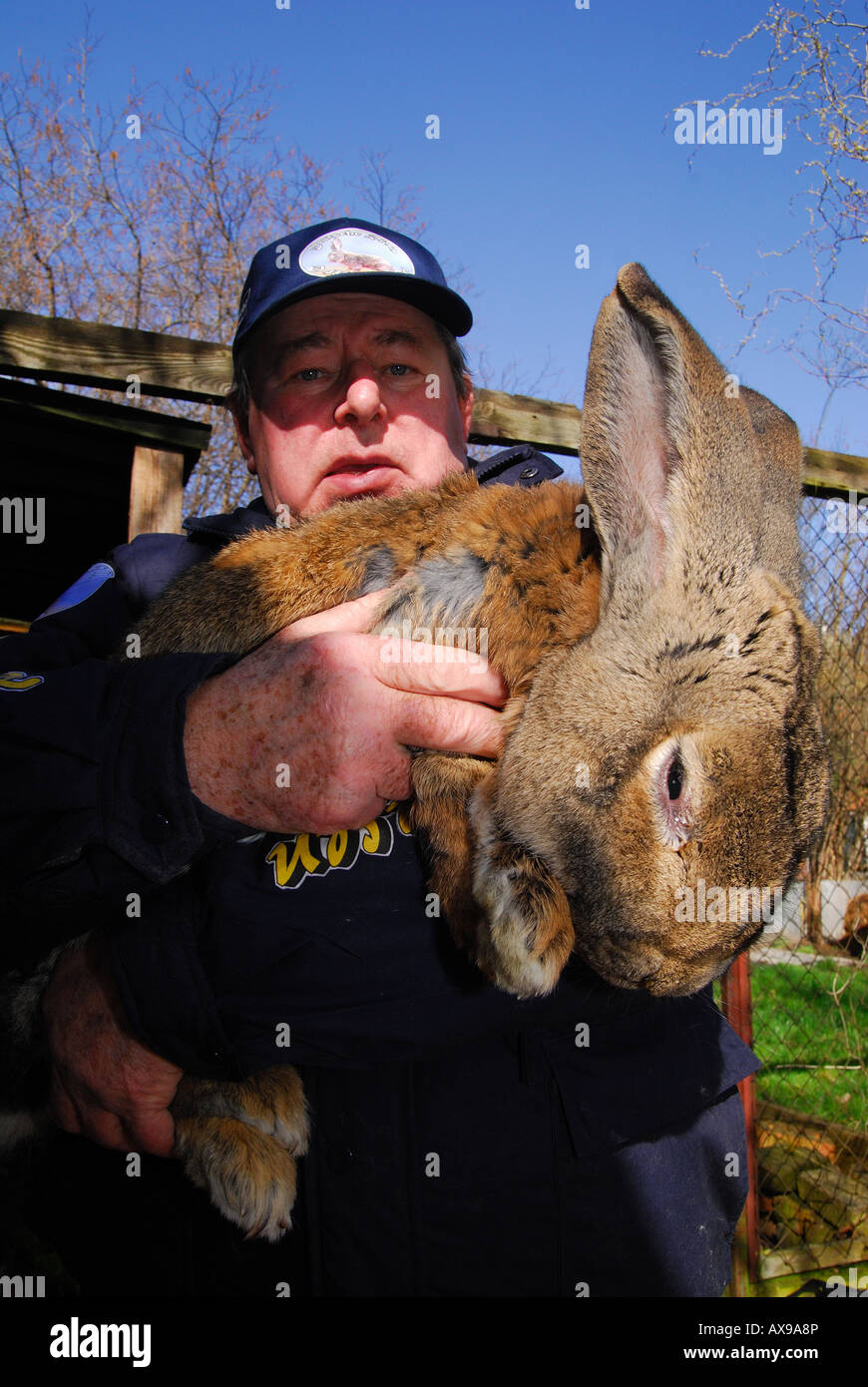 German rabbit breeder Karl Szmolinsky with one of his giant rabbits ...