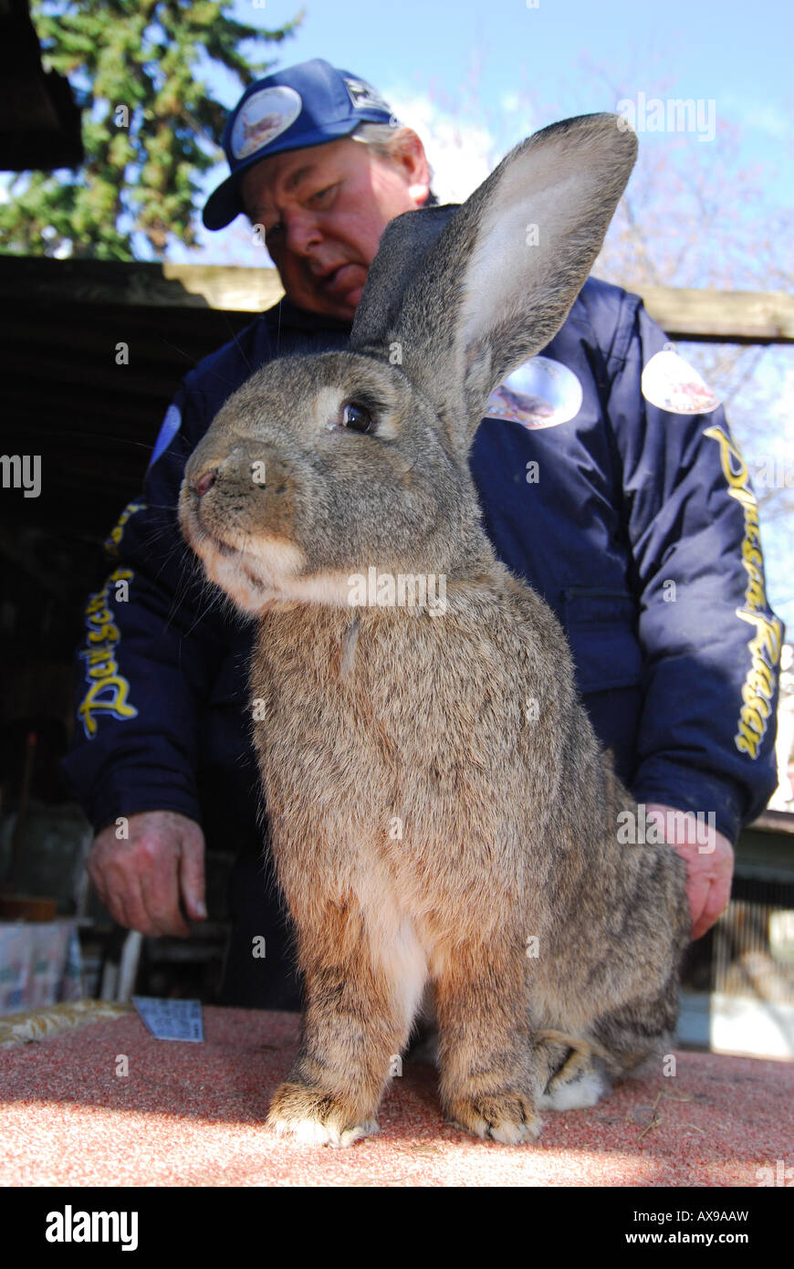 German rabbit breeder Karl Szmolinsky with one of his giant rabbits ...