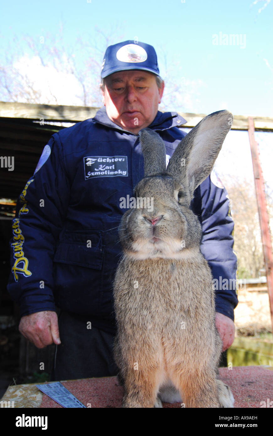 German rabbit breeder Karl Szmolinsky with one of his giant rabbits ...