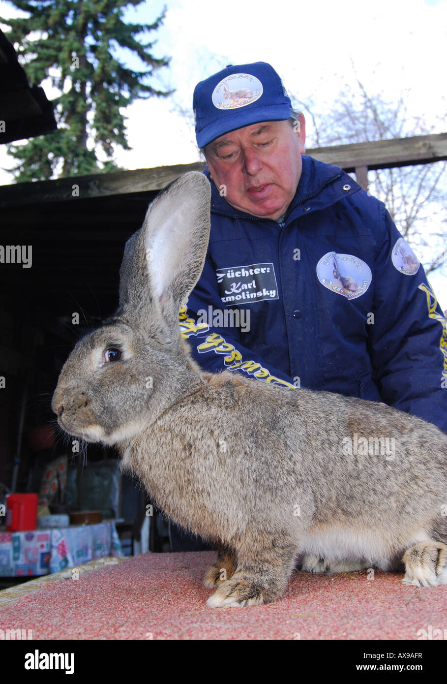 German rabbit breeder Karl Szmolinsky with one of his giant rabbits ...