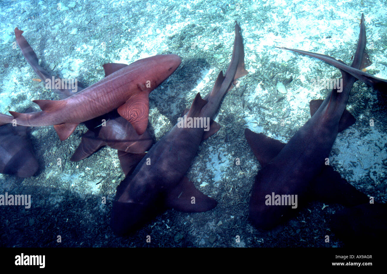Sharks in outdoor aquarium on Caribbean coast of Colombia Stock Photo ...
