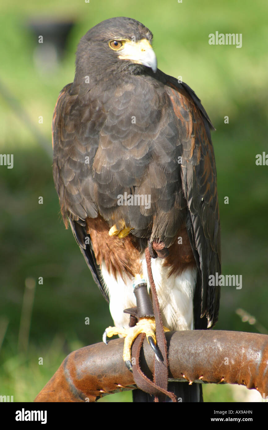 perch american harris hawk falcon raptor falconry Stock Photo - Alamy