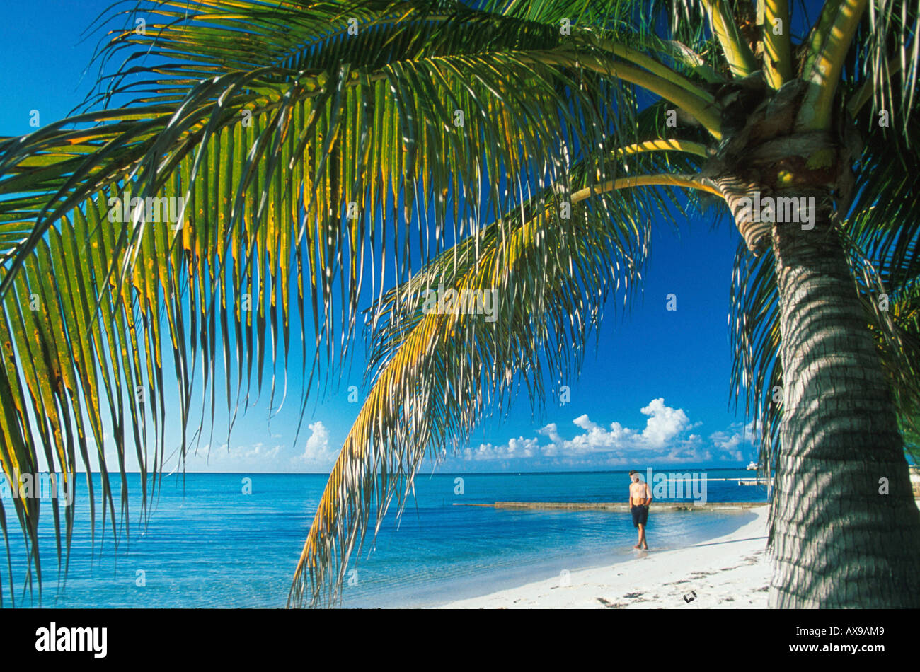 Beach with palm tree at Rum Point, Grand Cayman, Cayman Islands ...
