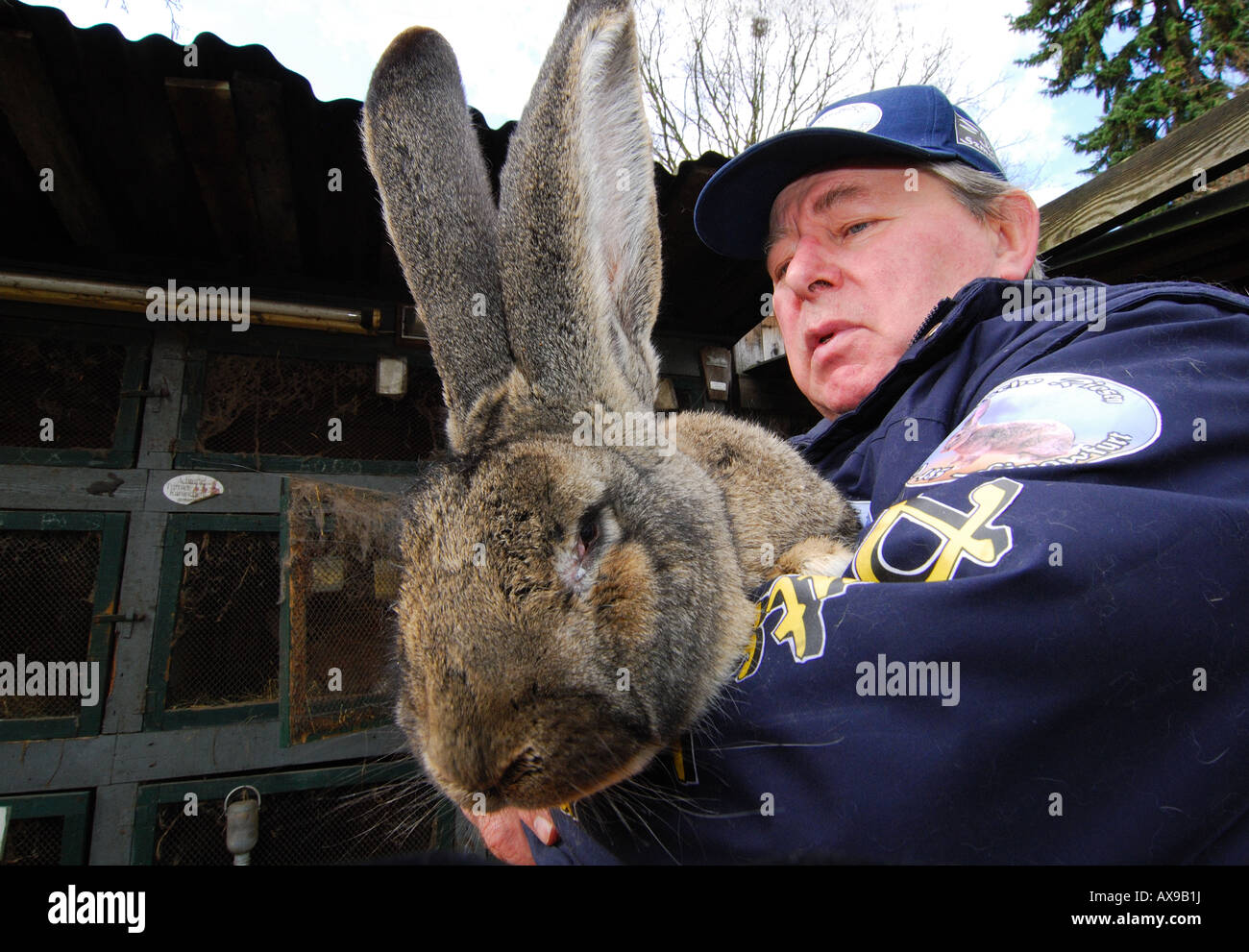 German rabbit breeder Karl Szmolinsky with one of his giant rabbits ...