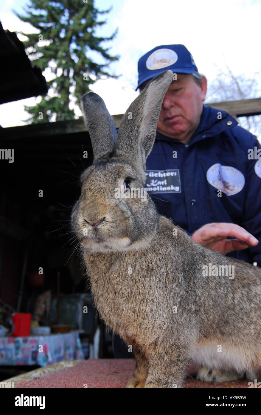 German rabbit breeder Karl Szmolinsky with one of his giant rabbits ...