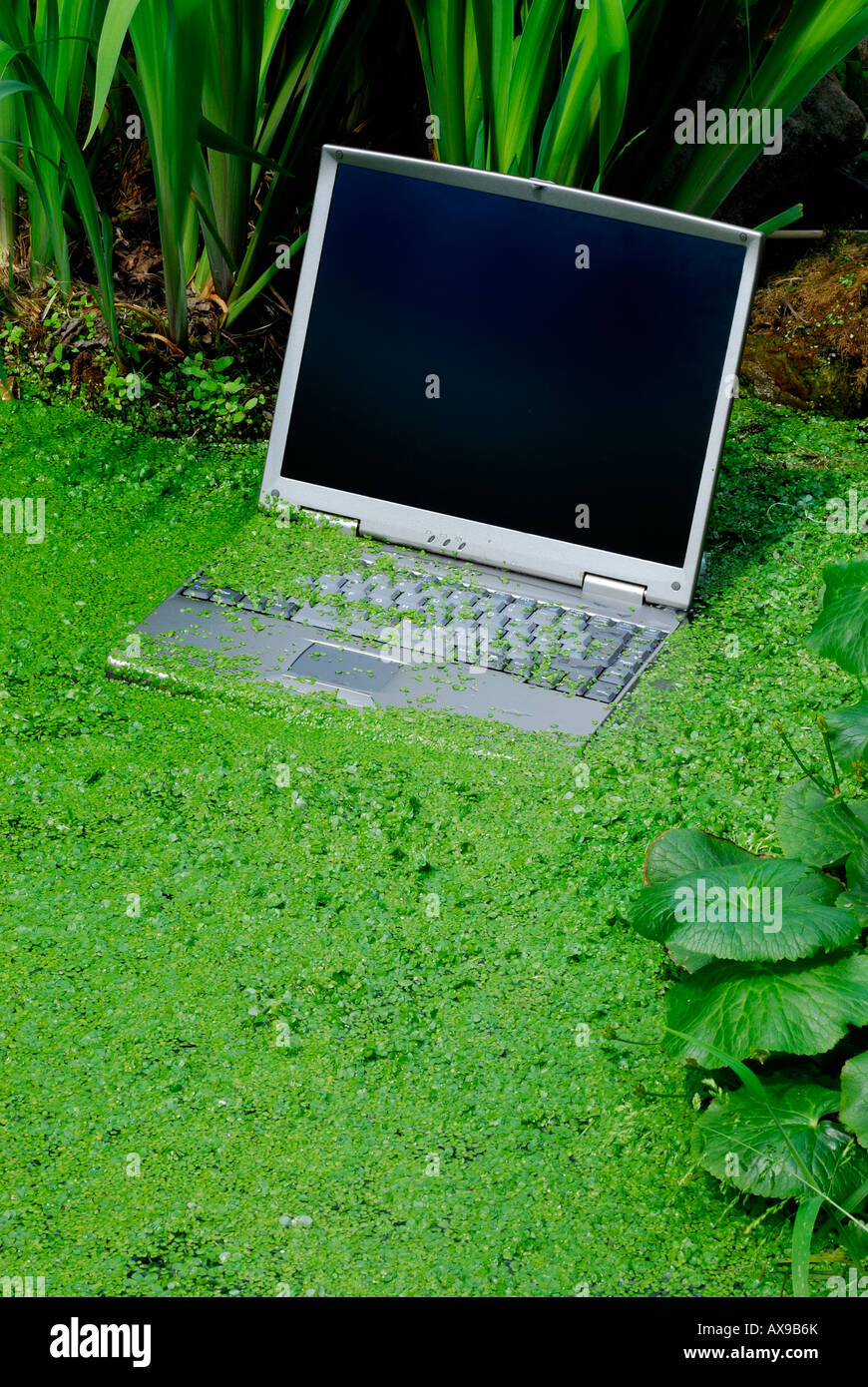 Laptop sinking in weed filled water Stock Photo - Alamy