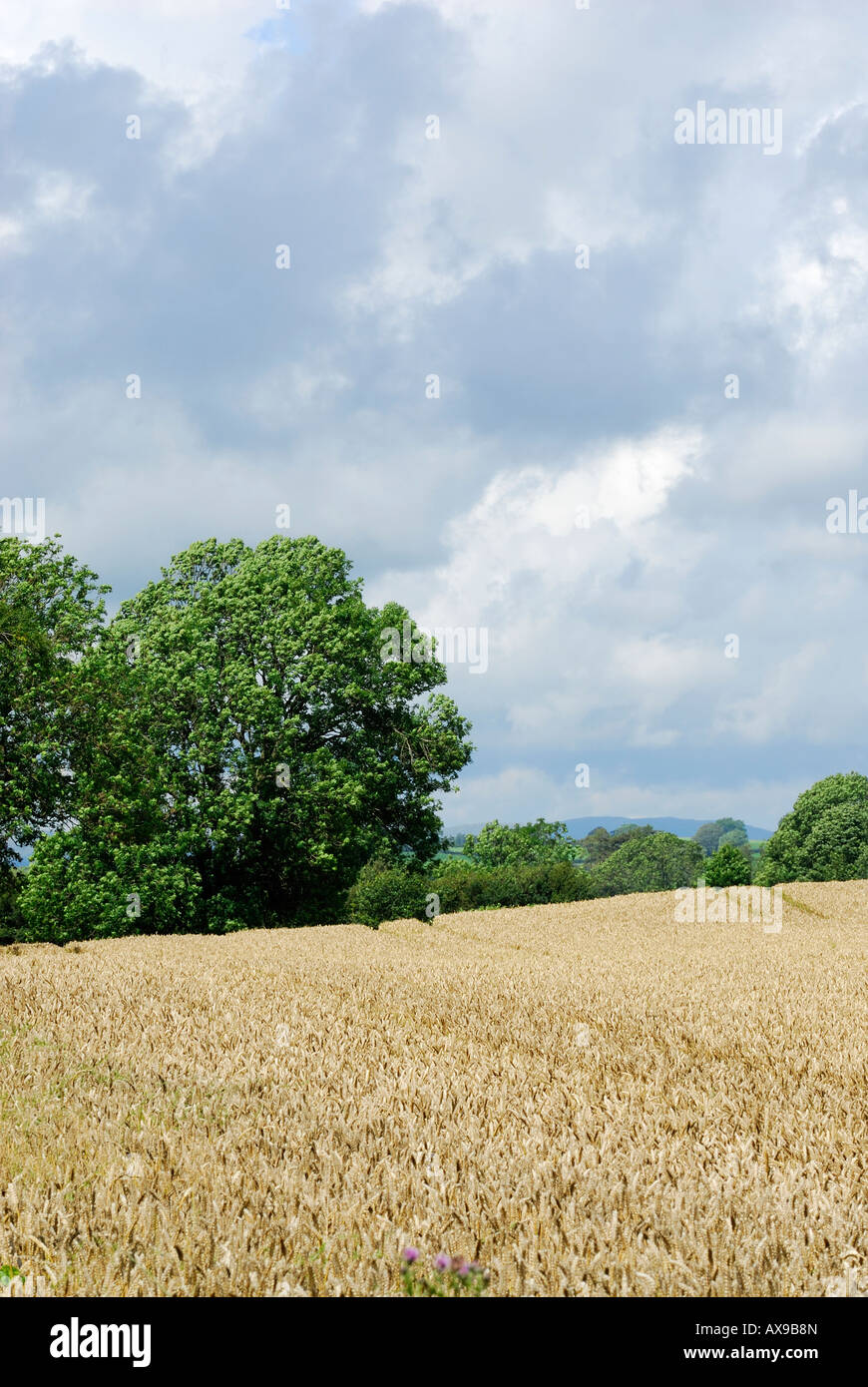 Stainton cumbria hi-res stock photography and images - Alamy