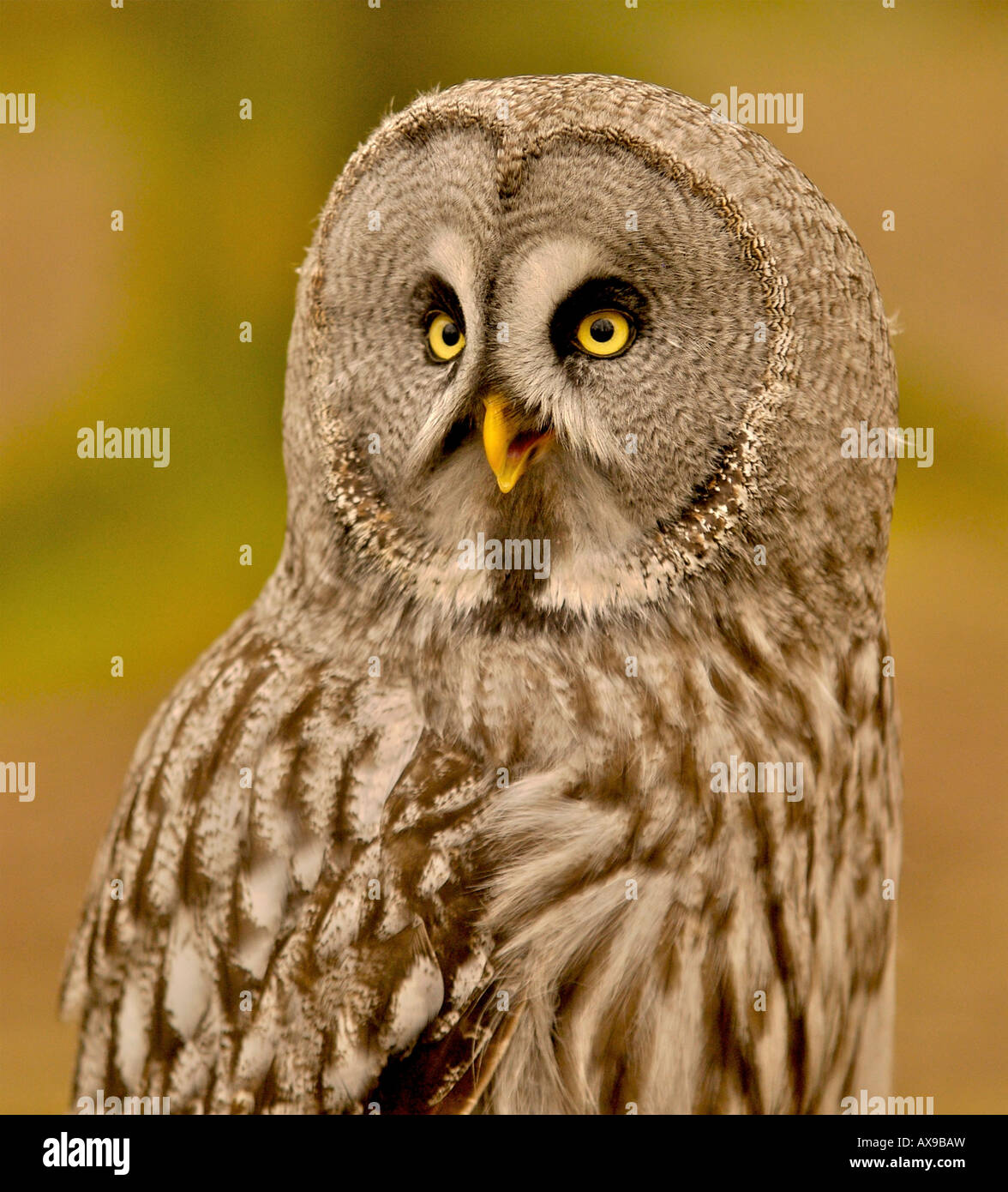 Owl owls birds hi-res stock photography and images - Alamy