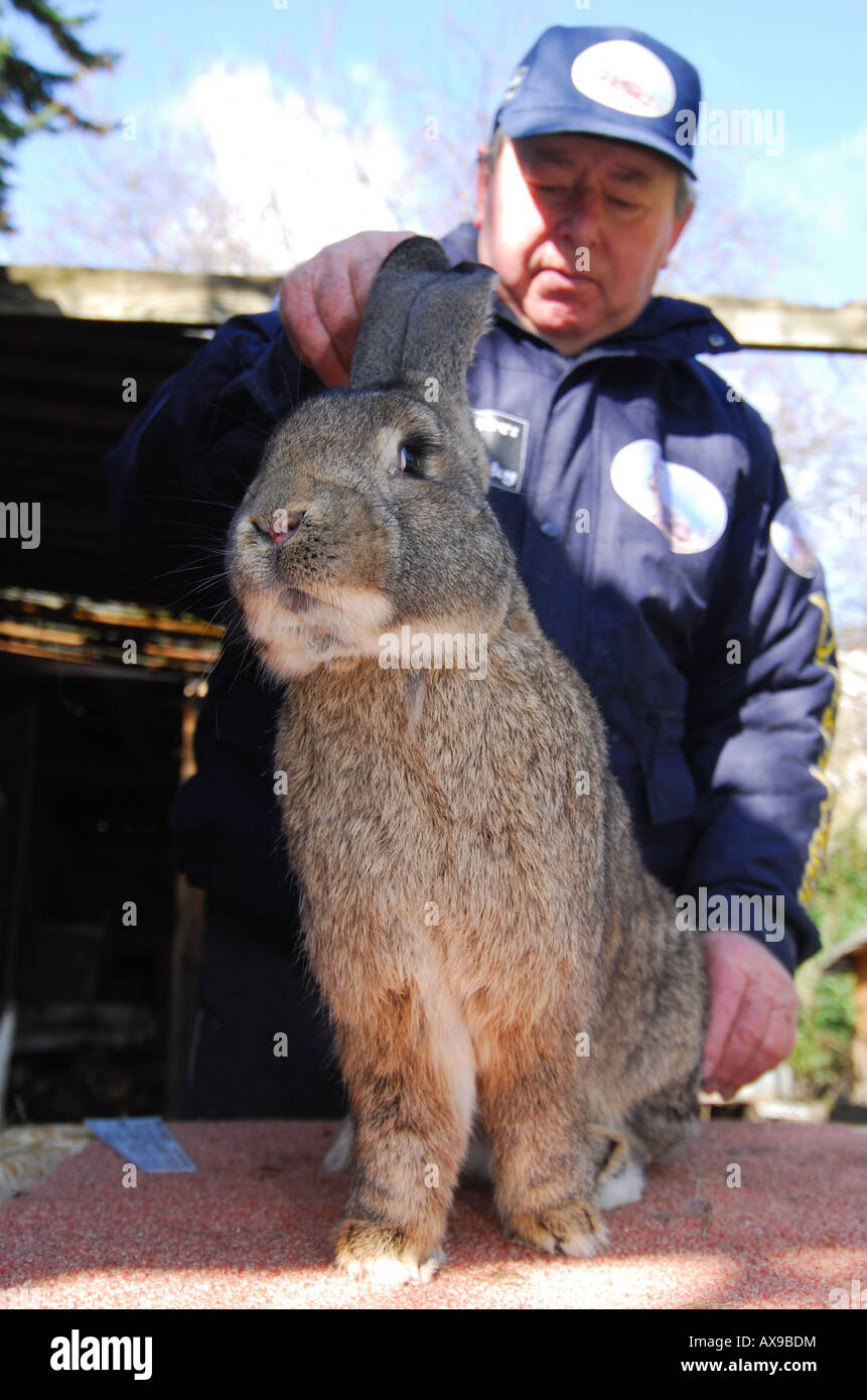 German rabbit breeder Karl Szmolinsky with one of his giant rabbits ...
