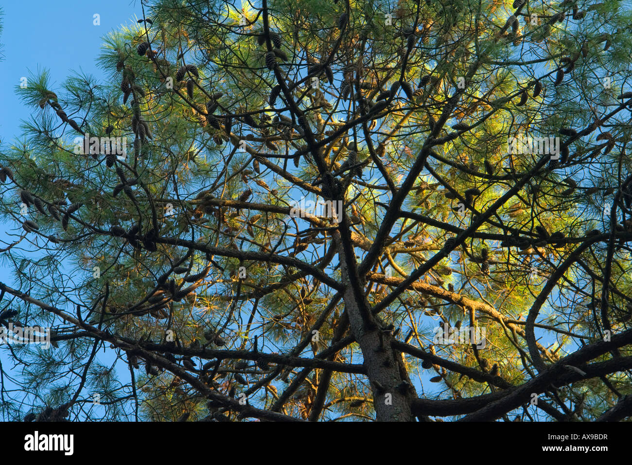 Pines Pinus pinea Stock Photo - Alamy