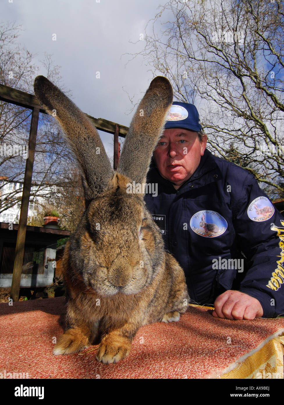 German grey giant rabbit hi-res stock photography and images - Alamy