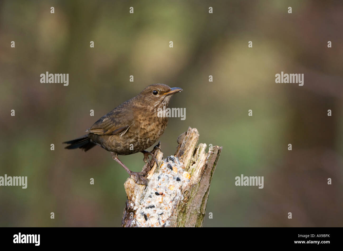 Female common eurasian blackbird hi-res stock photography and images ...