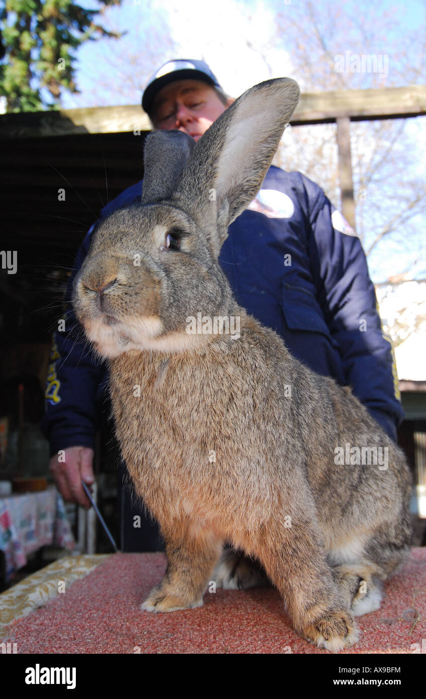 German rabbit breeder Karl Szmolinsky with one of his giant rabbits ...
