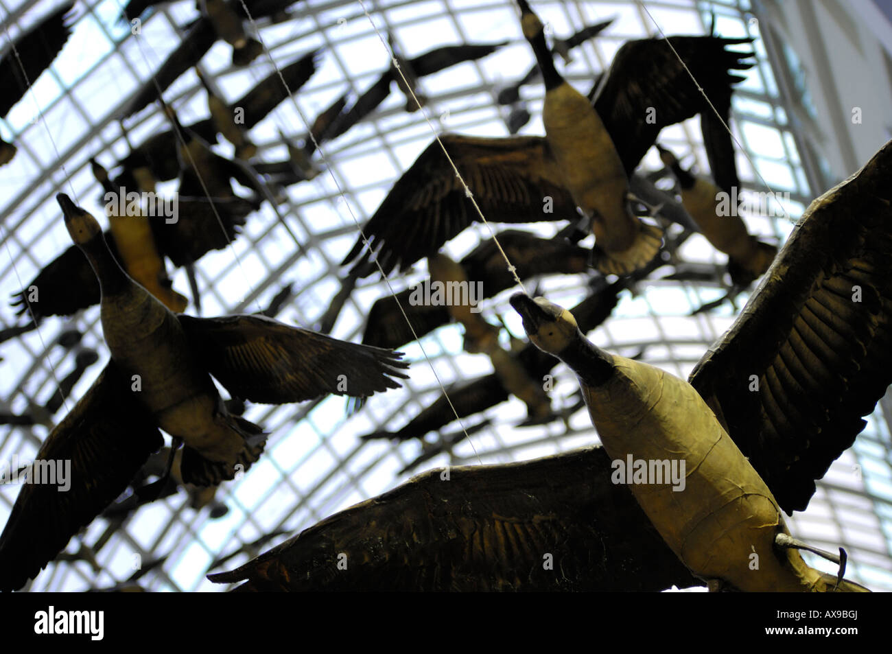 Eaton centre toronto geese hi-res stock photography and images - Alamy