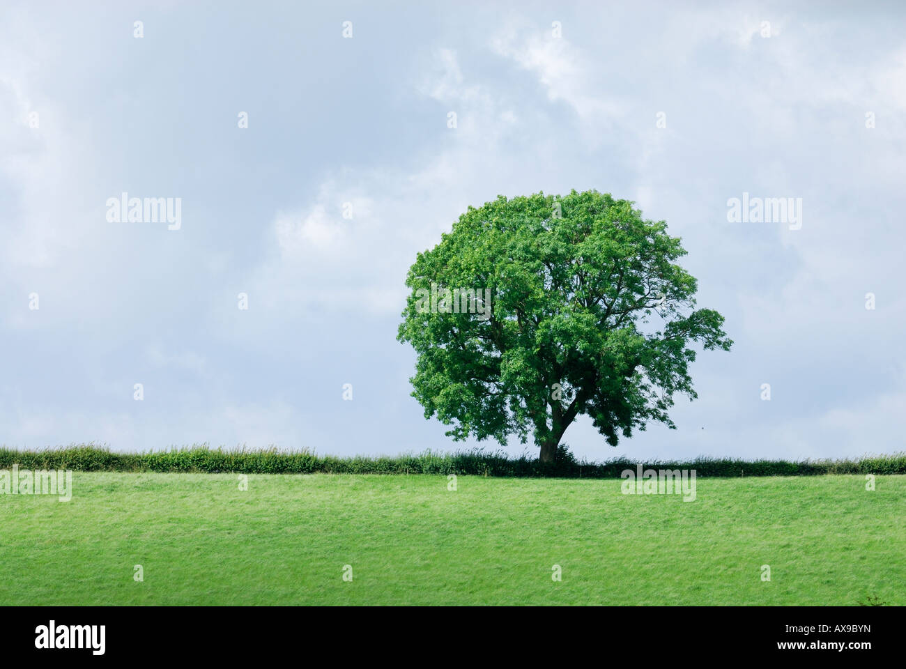 Hedgerow tree hi-res stock photography and images - Alamy