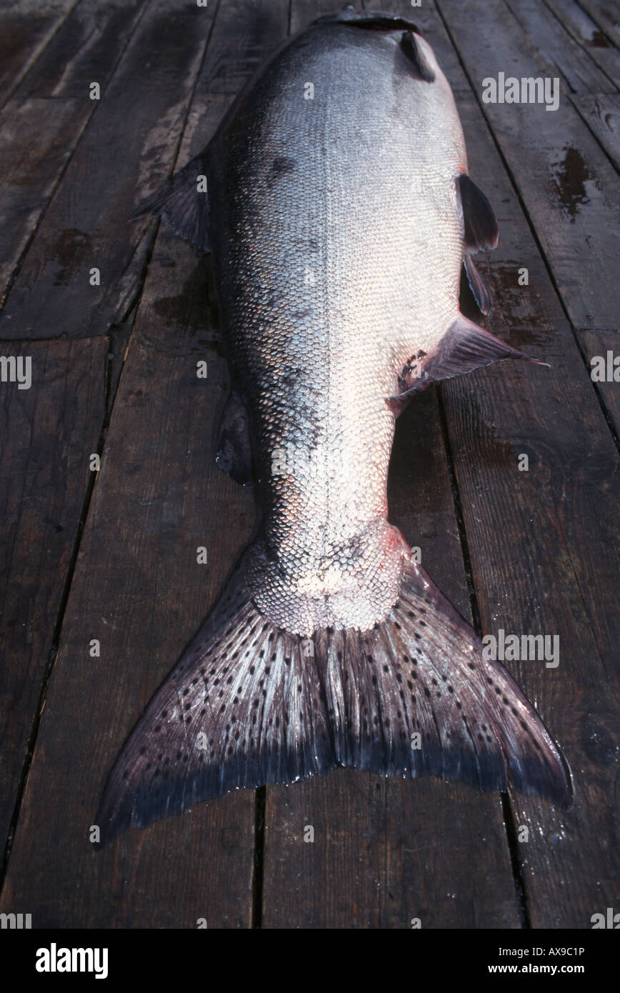 Chinook salmon on dock of fishing lodge Work Channel BC Stock Photo - Alamy