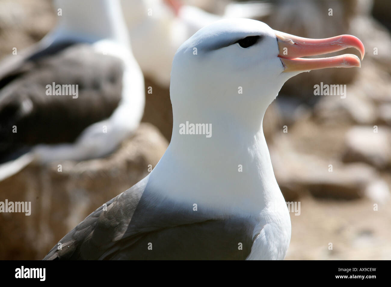 Giant sun and birds closeup hi-res stock photography and images - Alamy