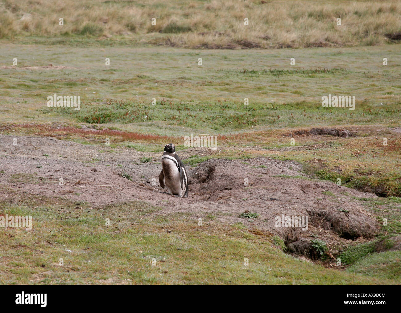 burrowing penguin emerging from den Stock Photo - Alamy