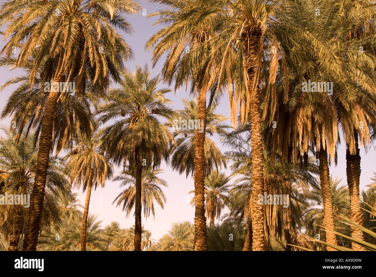 Cluster of palm trees in the Old City of Ghadames Libya A UNESCO World ...