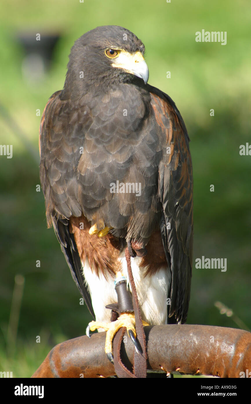American harris hawk falconry perch hi-res stock photography and images ...