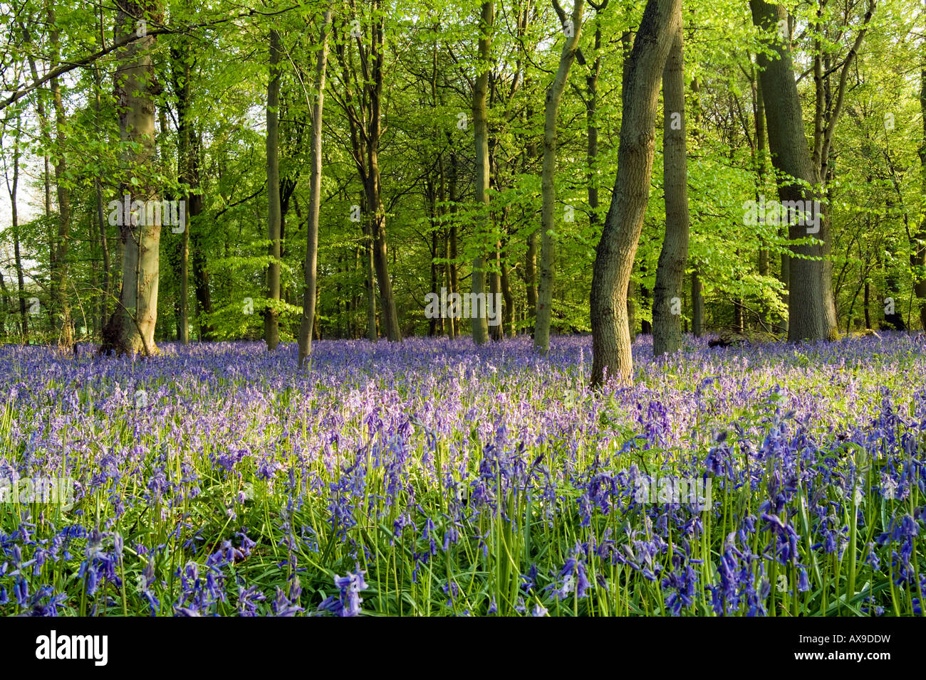Howardian hills hi-res stock photography and images - Alamy