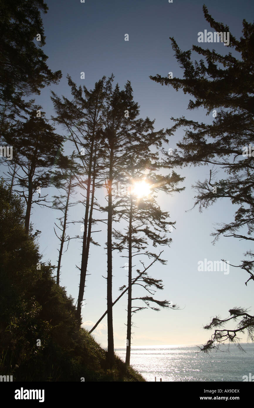 USA, Washington State, Dungeness Spit area, trees and Puget Sound ...