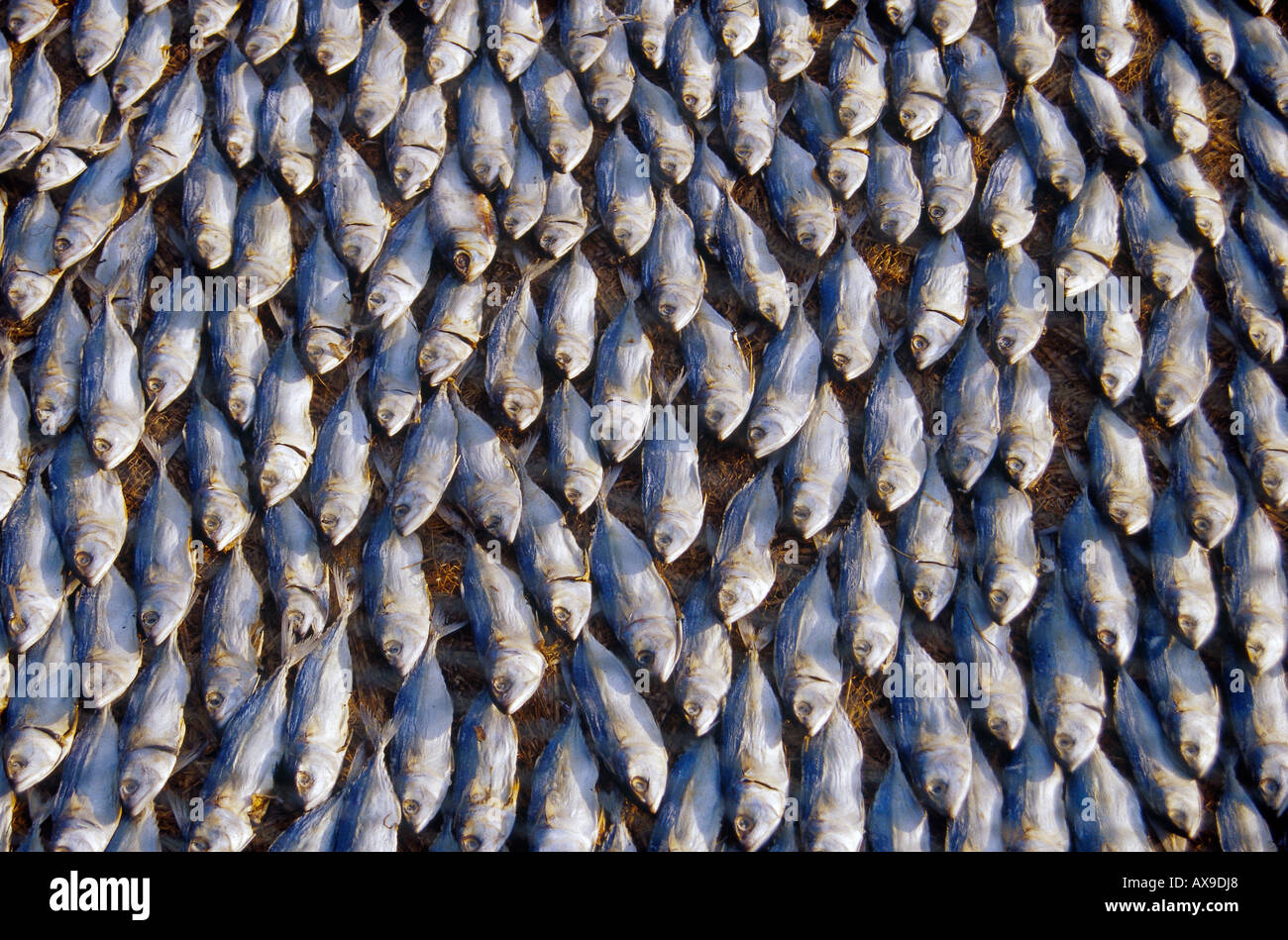 Indian drying fish india hi-res stock photography and images - Alamy