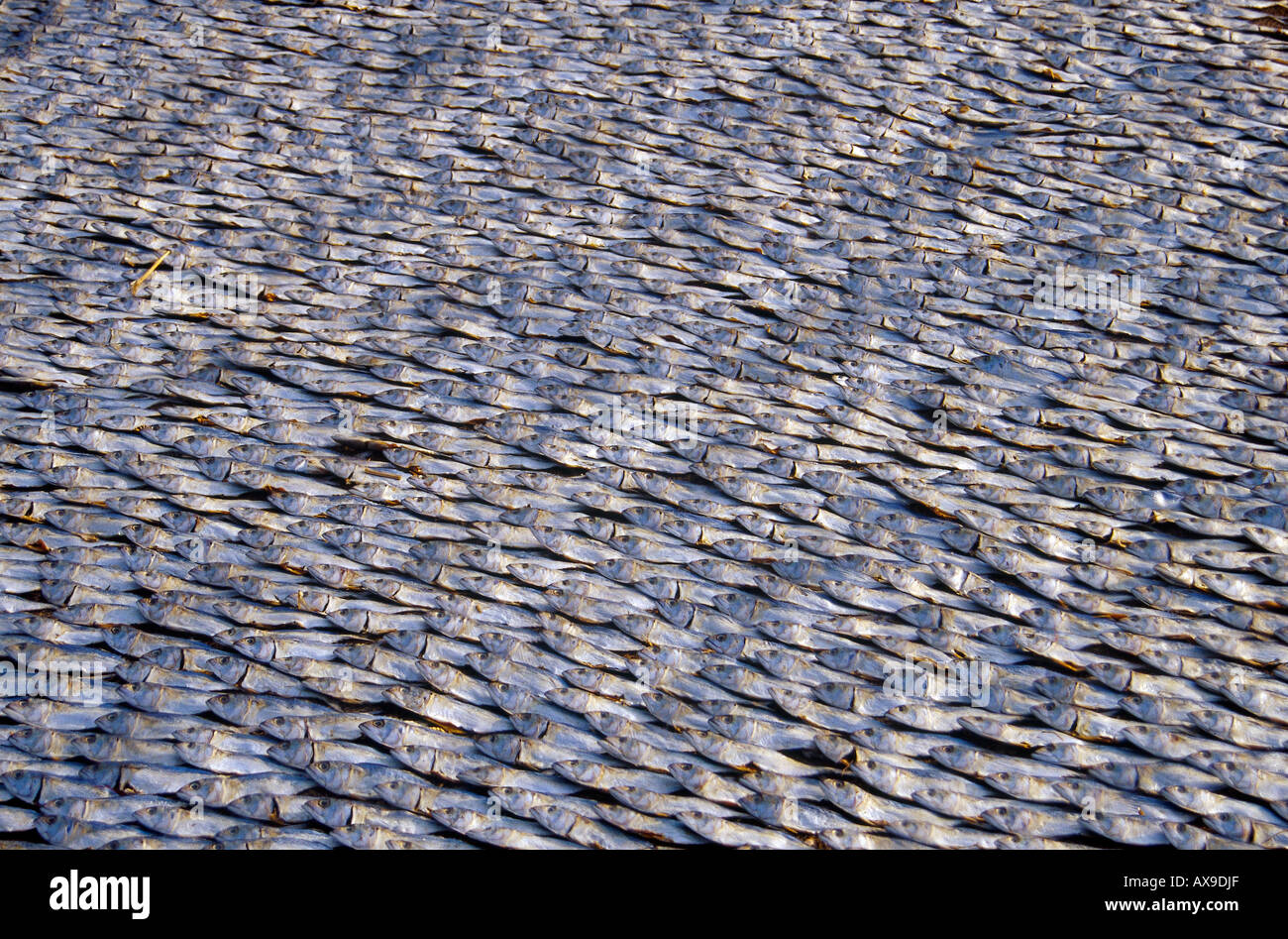 Fish laid out to dry, GOA INDIA Stock Photo - Alamy