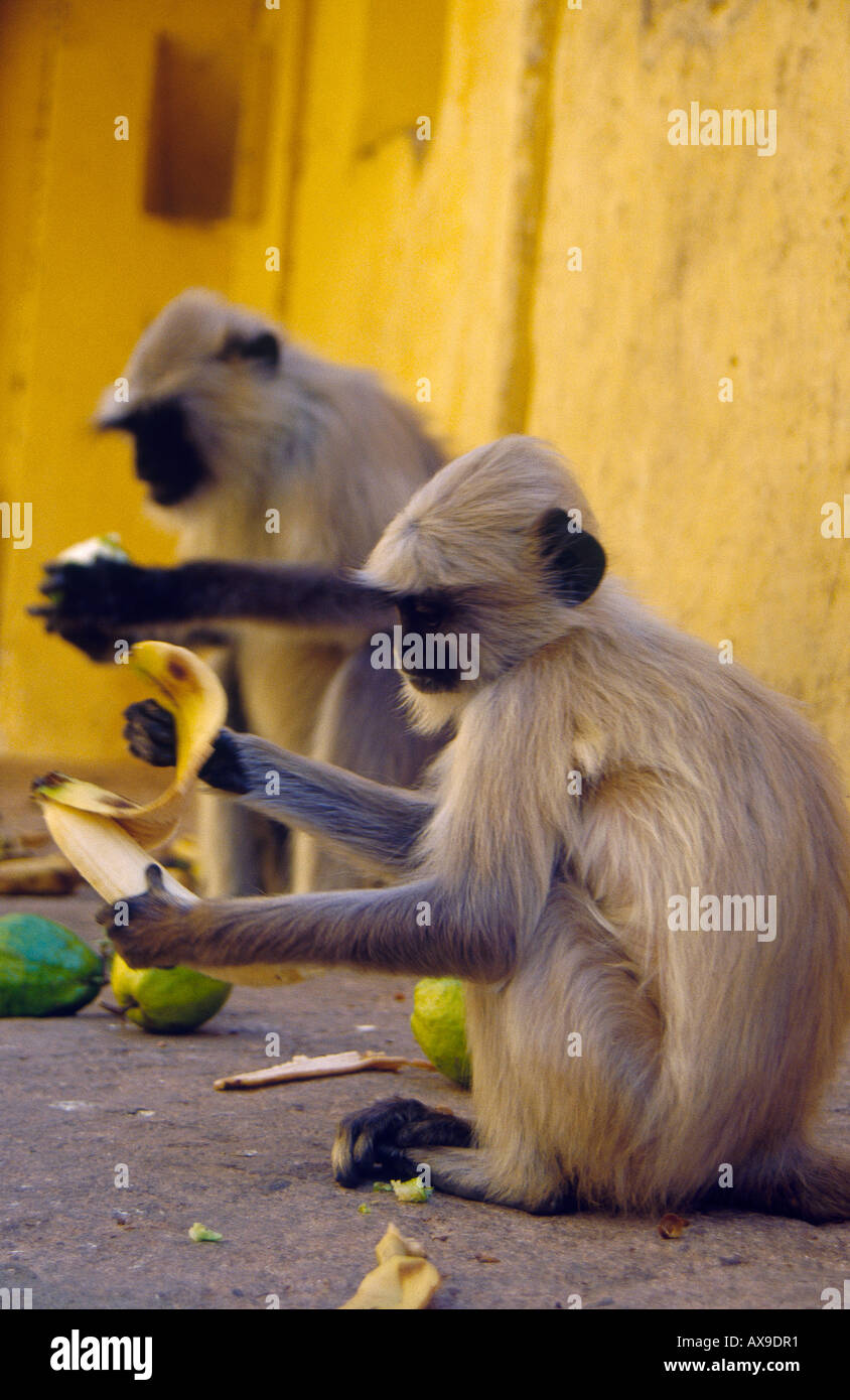 Langur monkeys at the Amber Palace, JAIPUR RAJASTHAN INDIA Stock Photo ...
