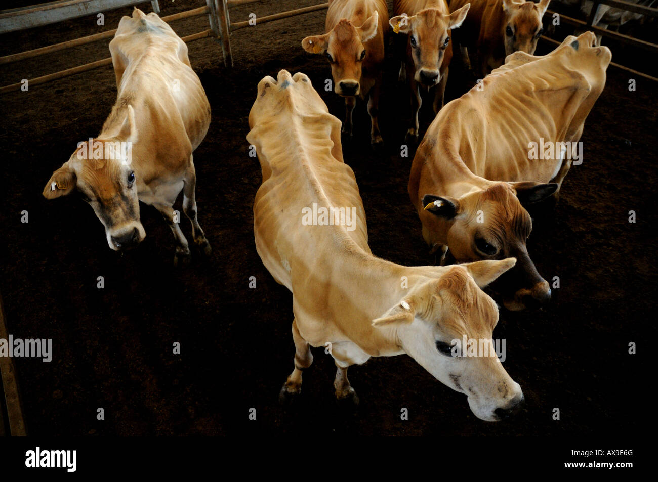 Starving Cattle Stock Photos & Starving Cattle Stock Images - Alamy