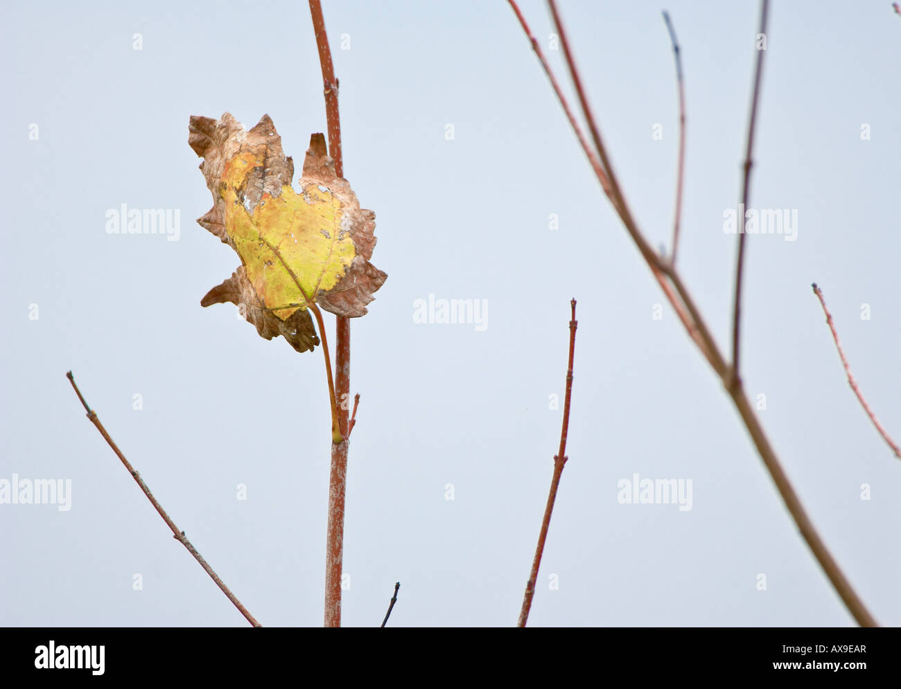 single leaf drying on branch Stock Photo - Alamy