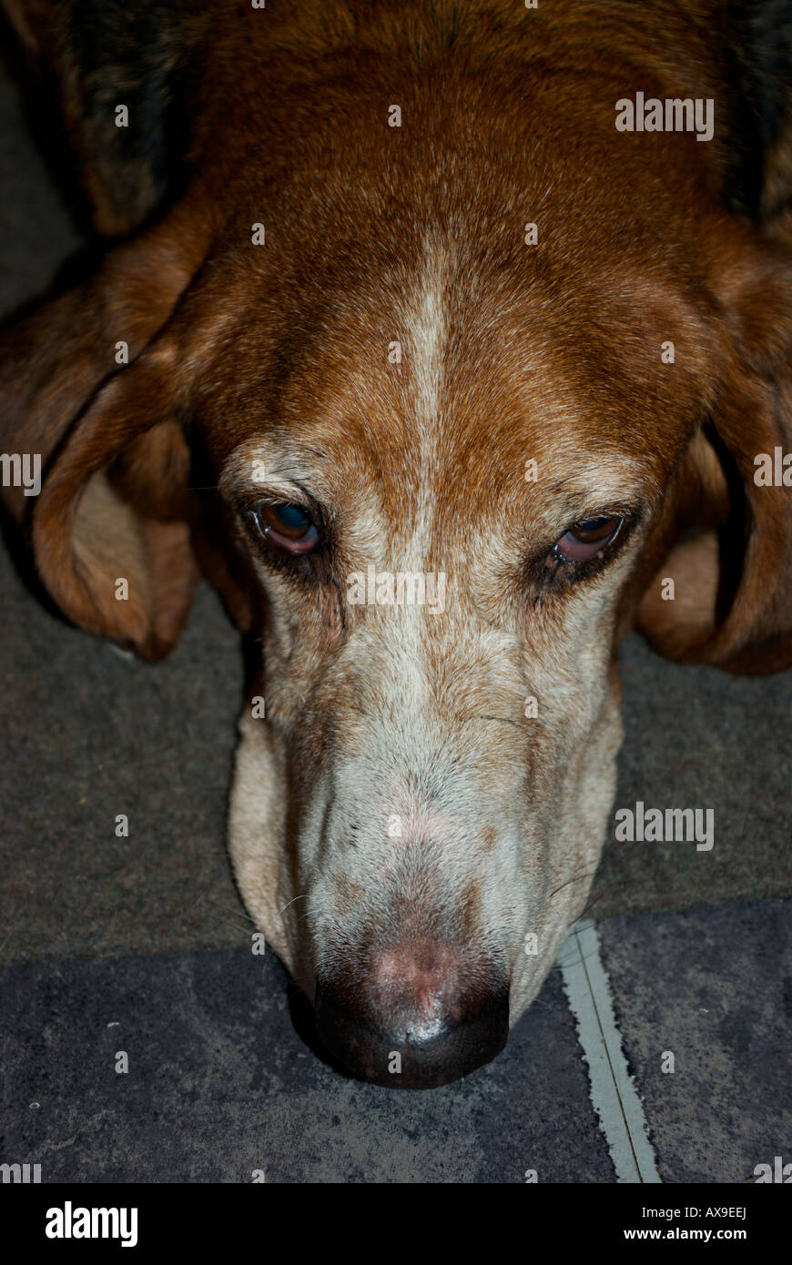 Bassett hound looking woebegone Stock Photo - Alamy
