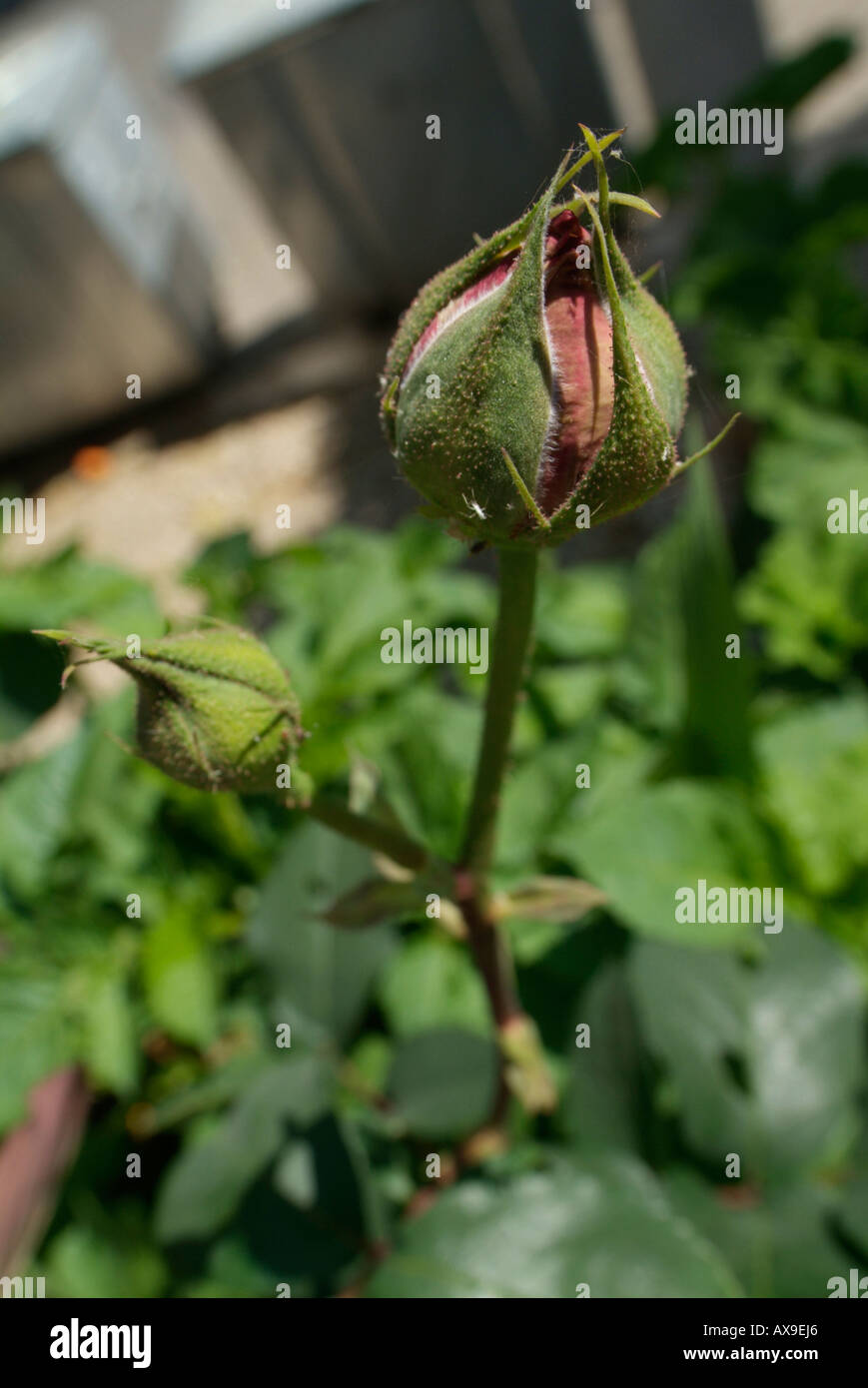 Closed rosebud hi-res stock photography and images - Alamy