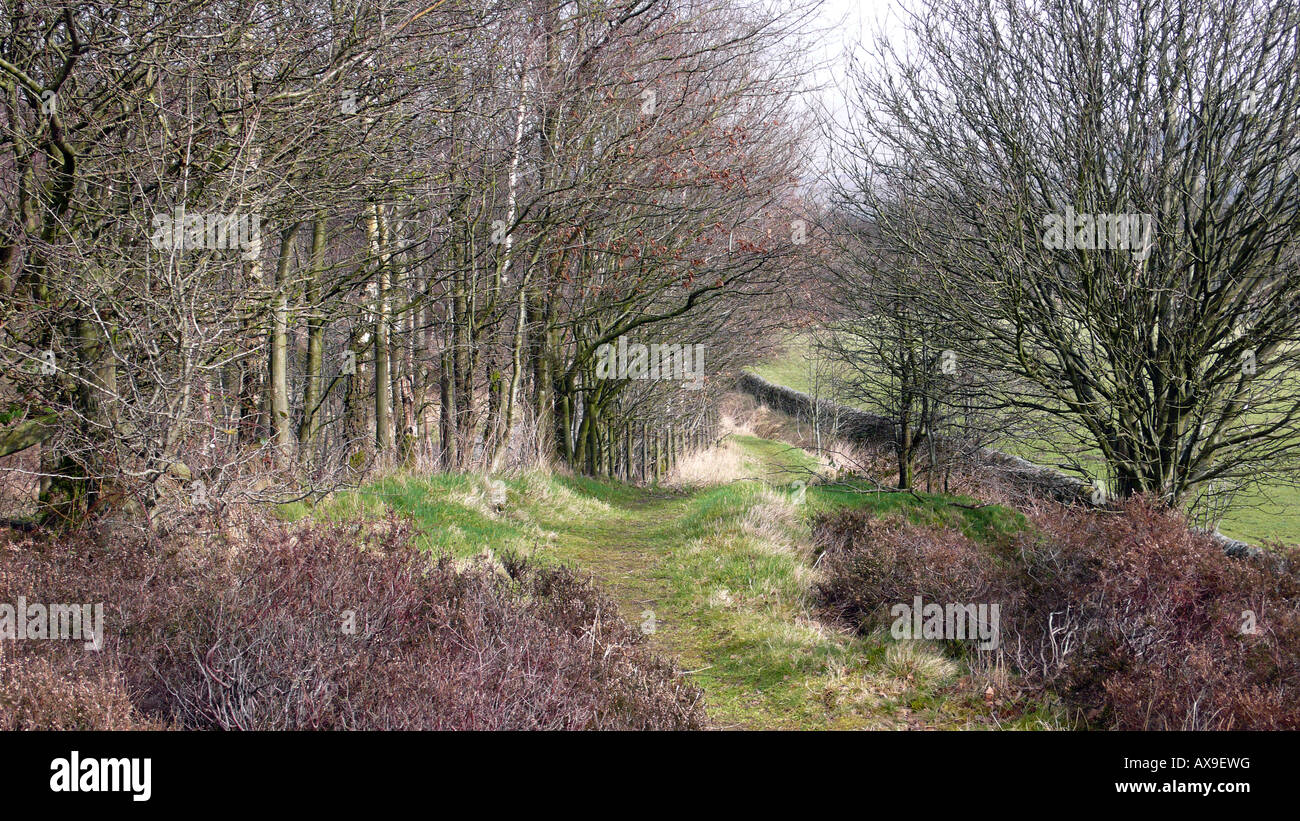 woods at "barber booth"edale,derbyshire,england Stock Photo - Alamy
