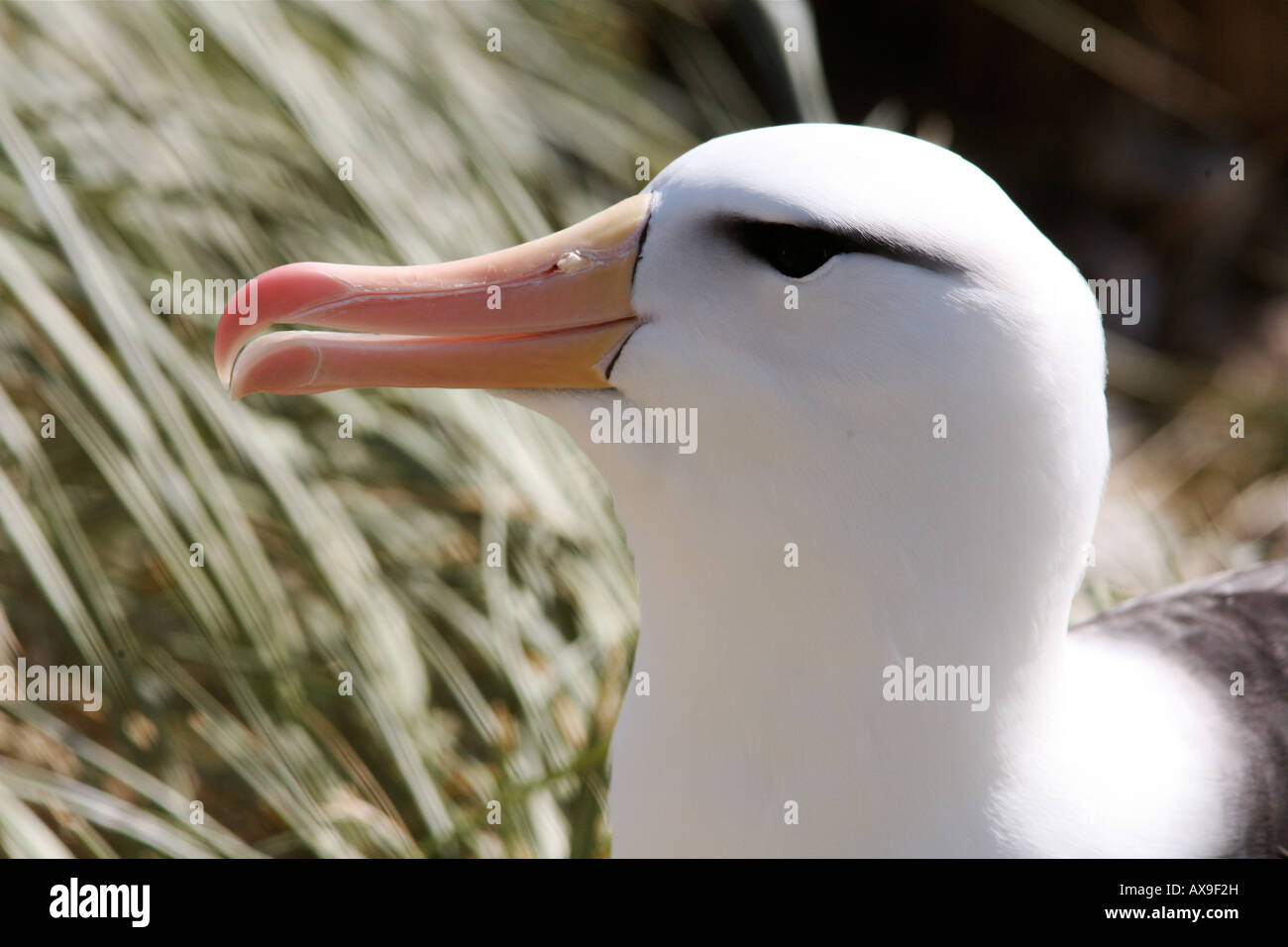 albatross sitting on a nest in tall grass Stock Photo - Alamy