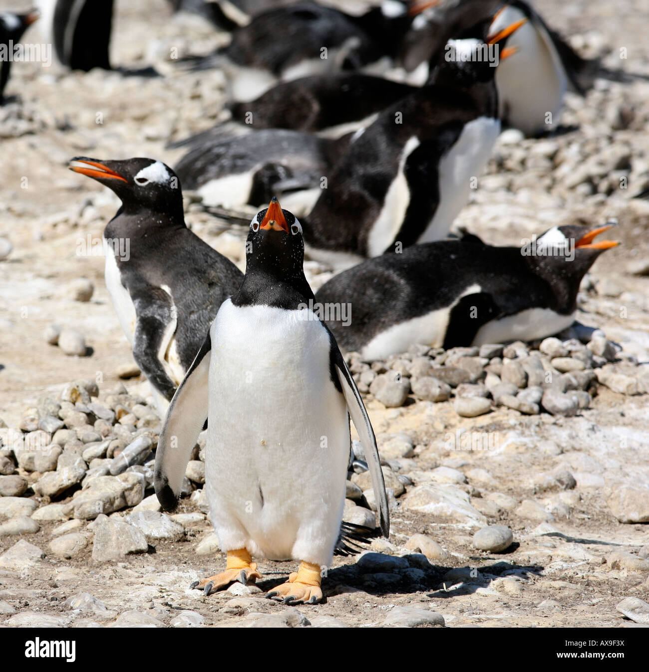 Nesting seals hi-res stock photography and images - Alamy