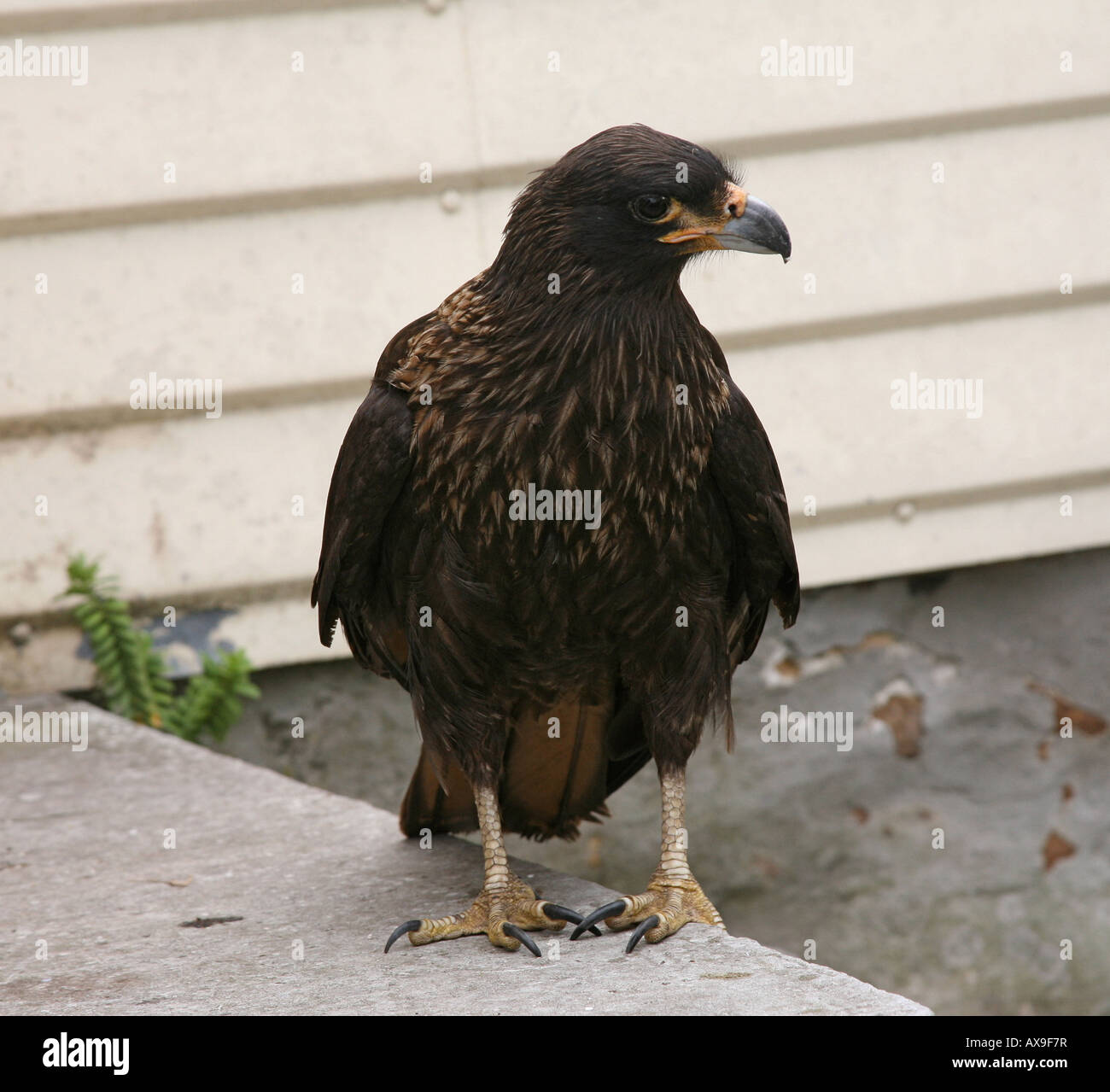 a large raptor bird sits on a porch looking for a handout Stock Photo ...