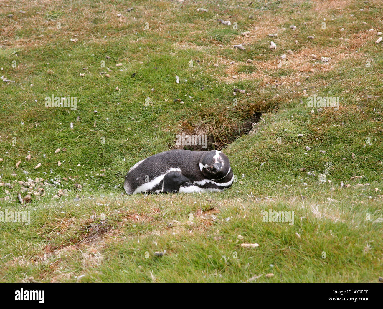 Burrowing penguin sits next to burrow on a grass mound in a field Stock ...