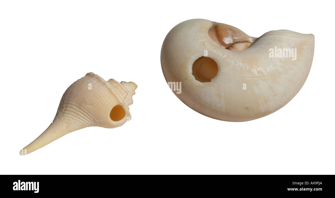 Welk and moon snail shell showing holes drilled by another moon snail ...
