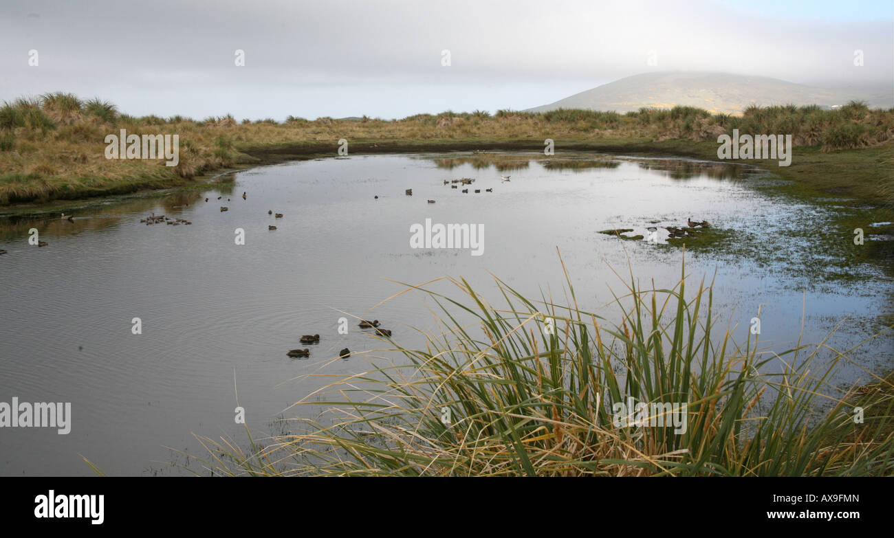 Pond whale hi-res stock photography and images - Alamy