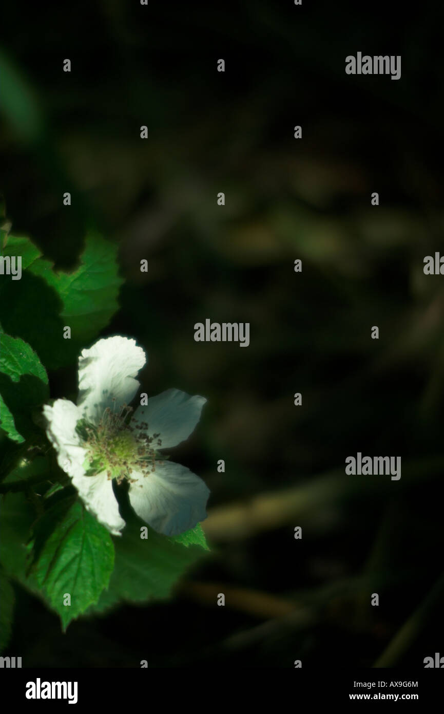 Common Blackberry (Rubus fruticosus) Bramble flower Stock Photo - Alamy