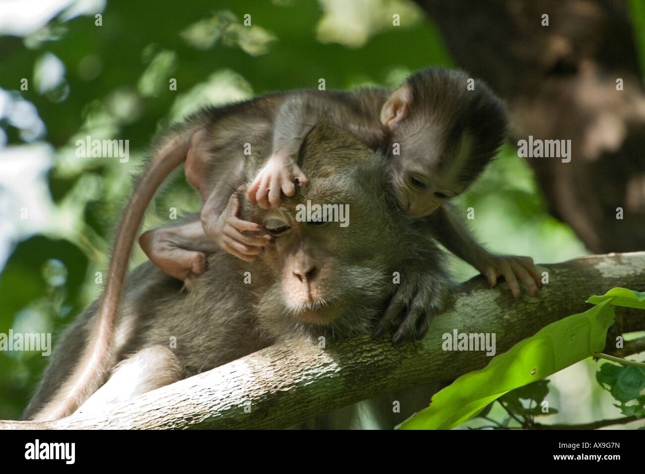 Long tailed macaque and baby, Bali Barat National Park, Indonesia Stock ...
