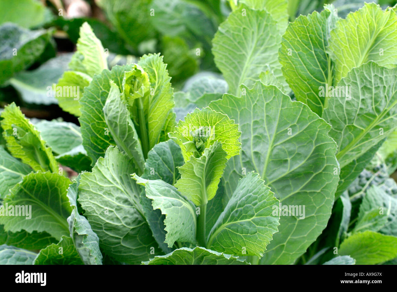 THE REGROWTH FROM WINTER CABBAGE VARIETY TUNDRA F1 SHOWN HERE MAKE ...