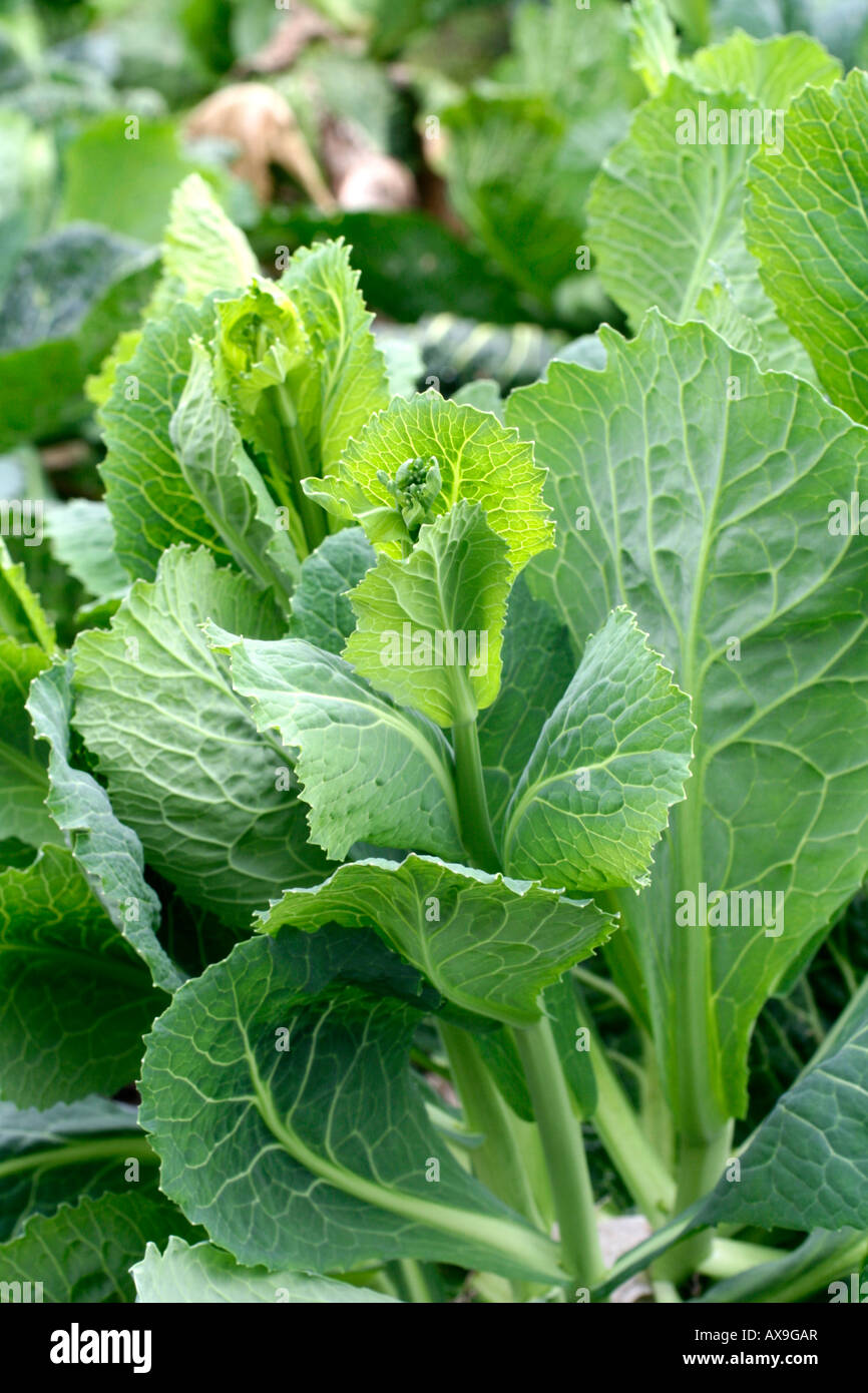 THE REGROWTH FROM WINTER CABBAGE VARIETY TUNDRA F1 SHOWN HERE MAKE ...