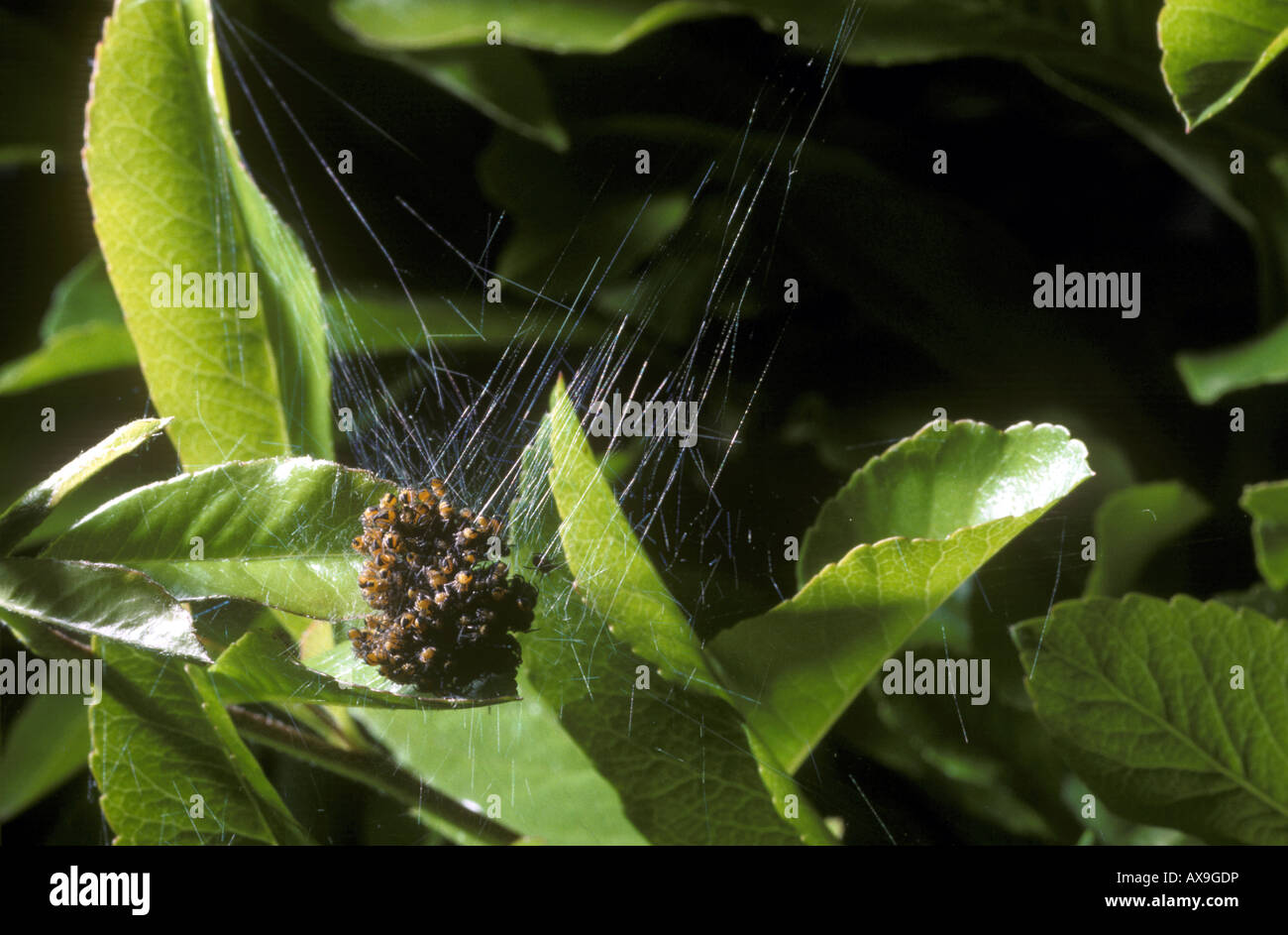 Baby garden spiders araneus diadematus hi-res stock photography and ...