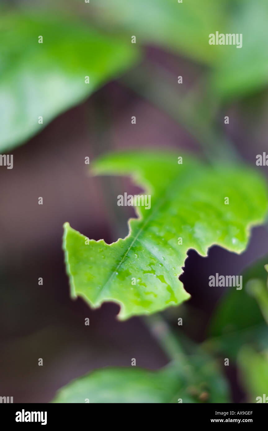 Chewed leaves hi-res stock photography and images - Alamy